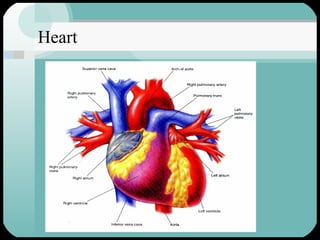 Cardiac muscle | PPS