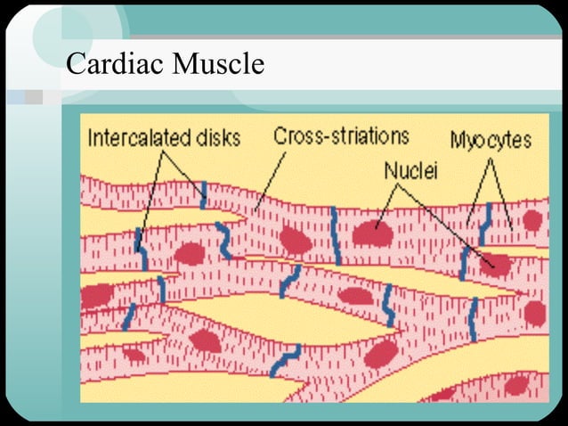 Cardiac muscle | PPT