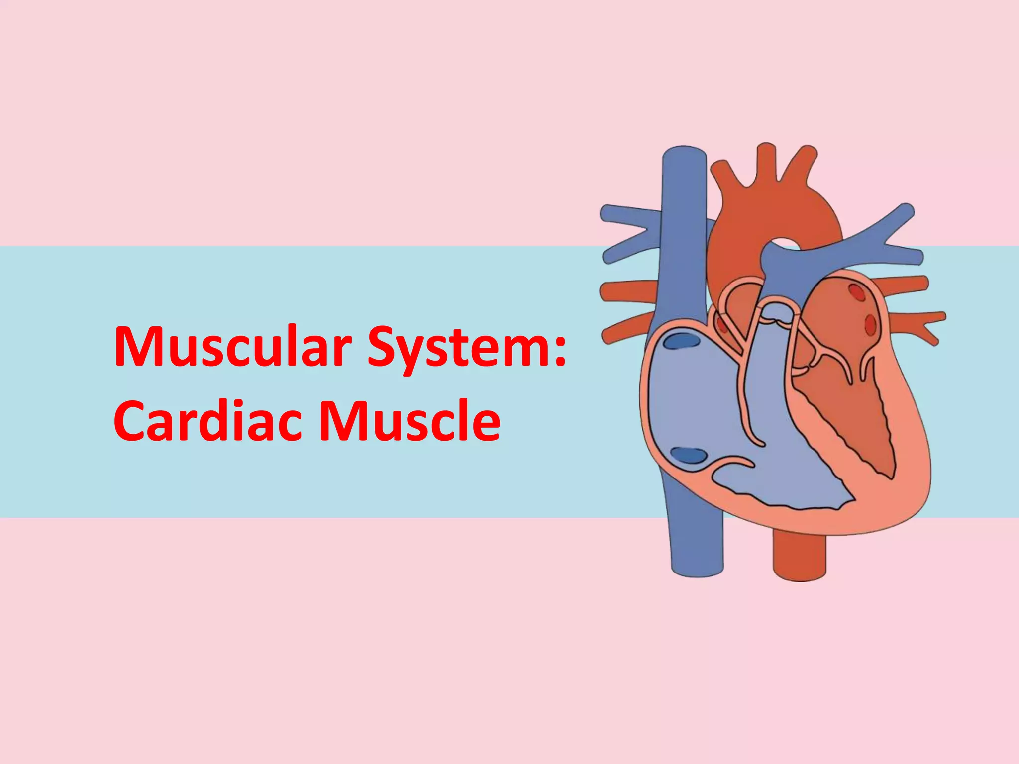 Muscular System: The Cardiac Muscle (Heart) | PPTX