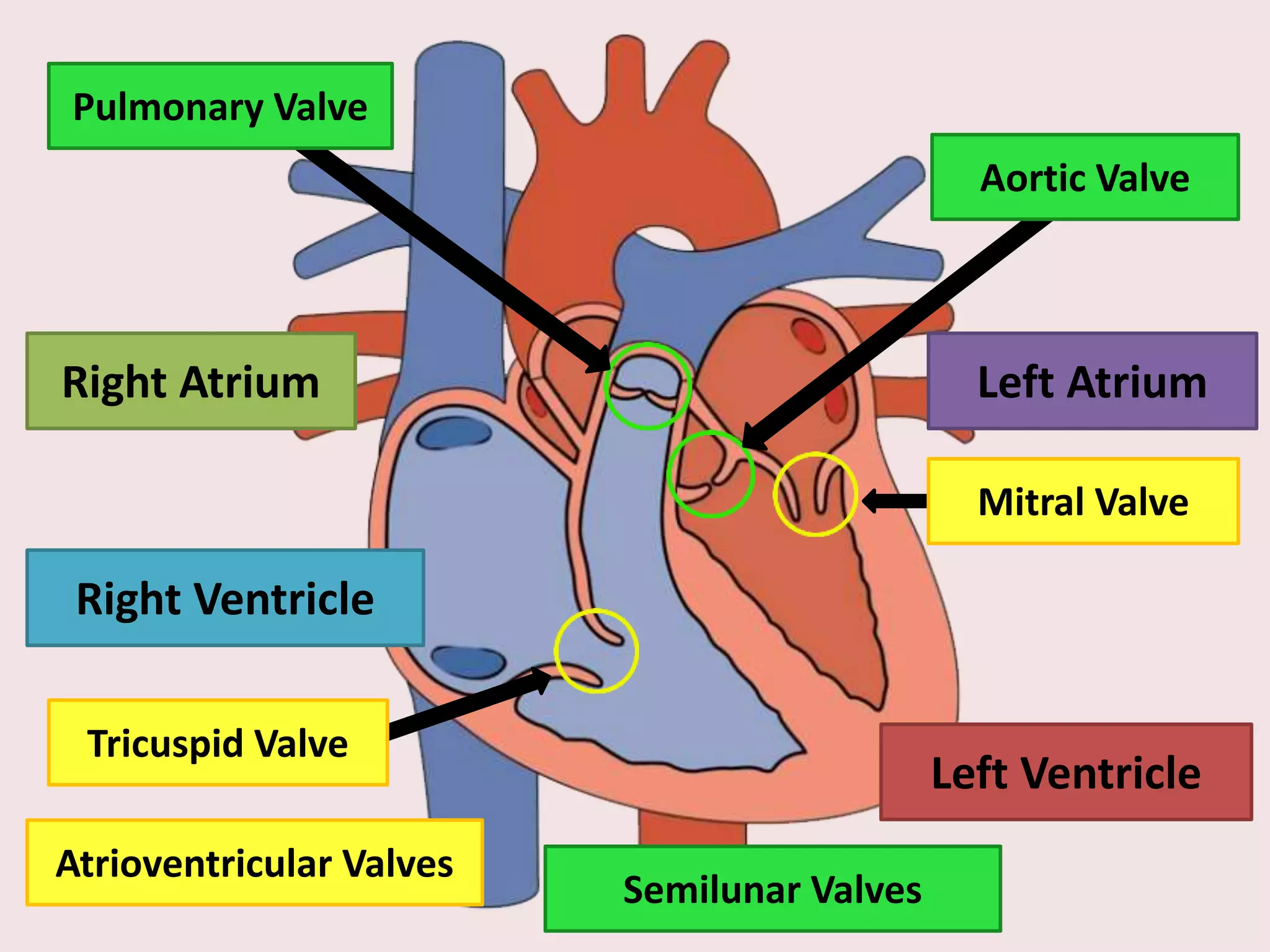 Muscular System: The Cardiac Muscle (Heart) | PPTX