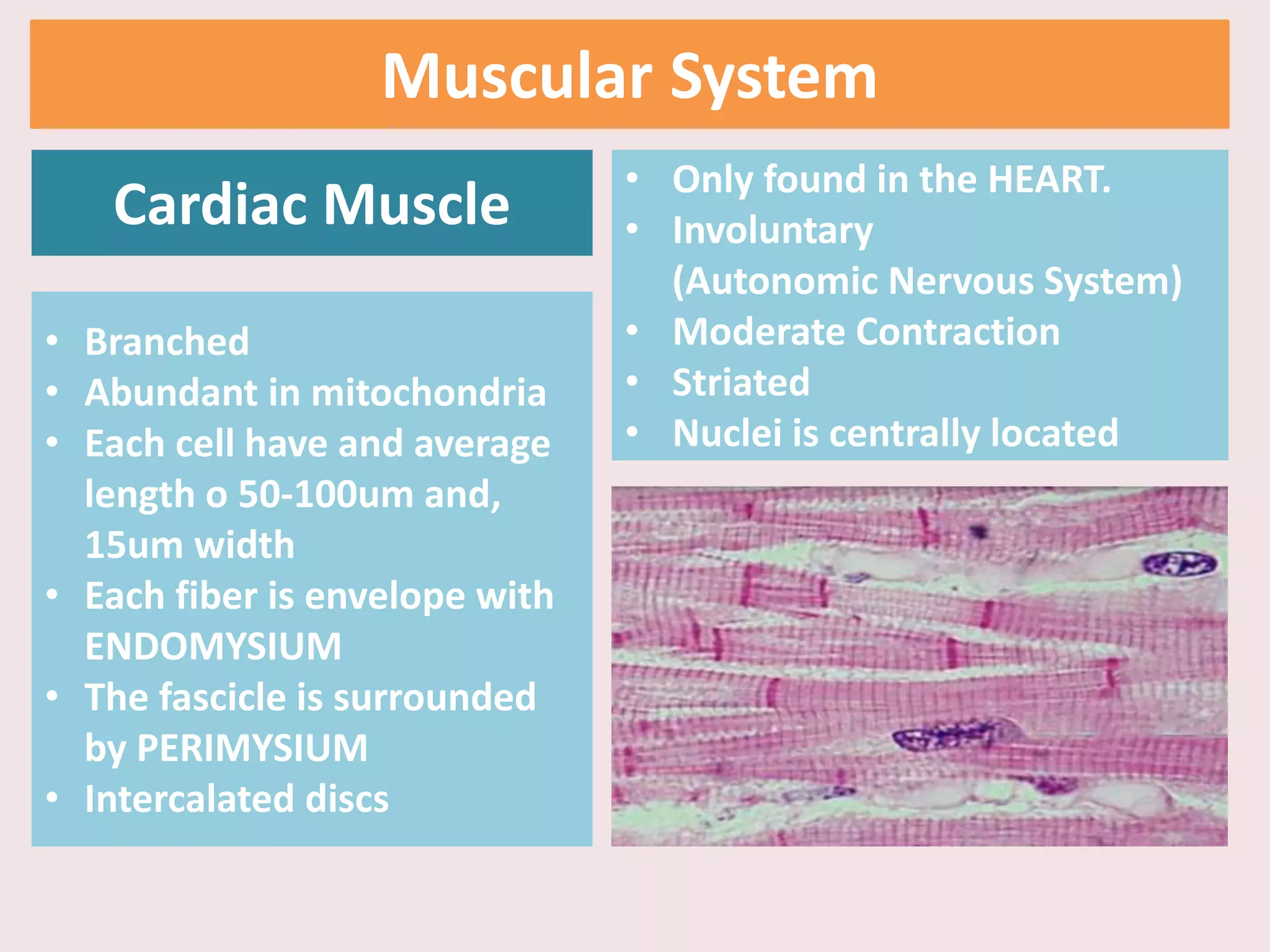 Muscular System: The Cardiac Muscle (Heart) | PPTX