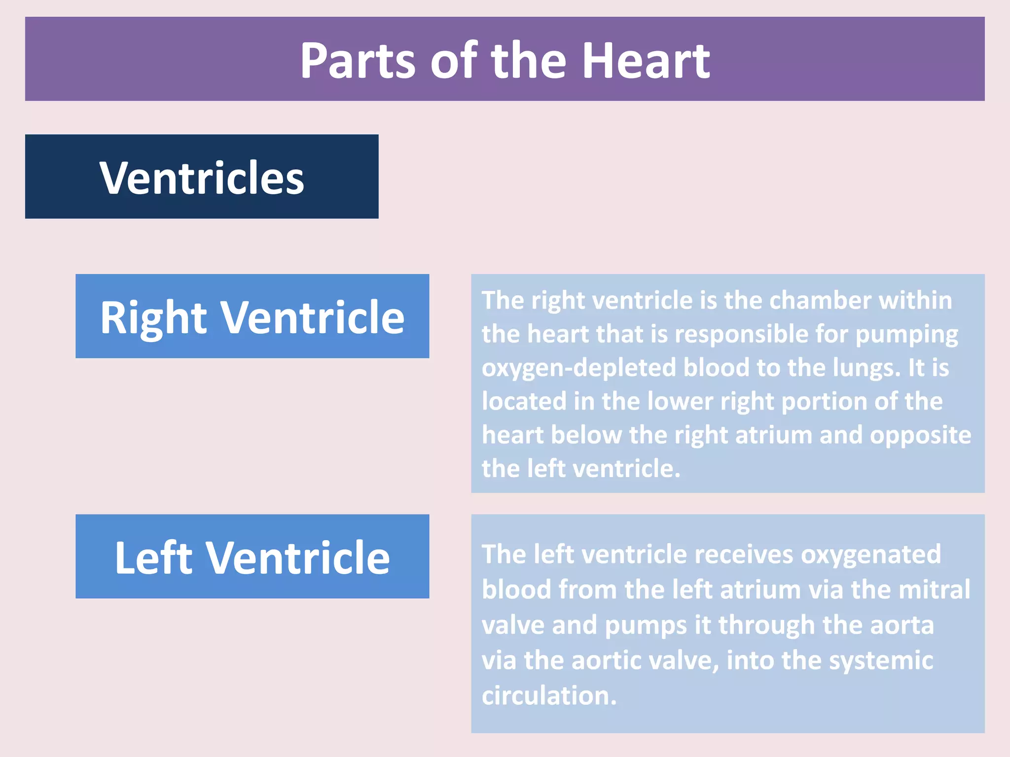 Muscular System: The Cardiac Muscle (Heart) | PPTX