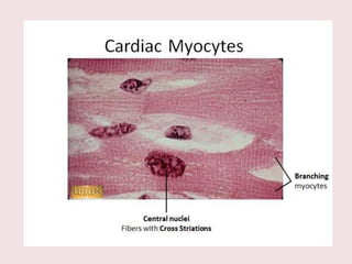 Muscular System: The Cardiac Muscle (Heart) | PPTX