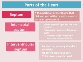 Muscular System: The Cardiac Muscle (Heart) | PPTX