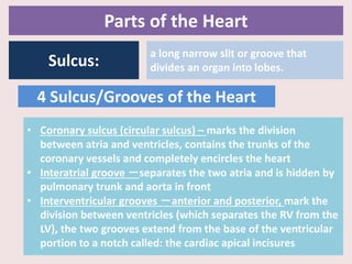 Muscular System: The Cardiac Muscle (Heart) | PPTX
