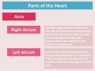 Muscular System: The Cardiac Muscle (Heart) | PPTX