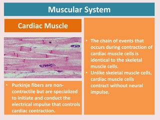 Muscular System: The Cardiac Muscle (Heart) | PPTX