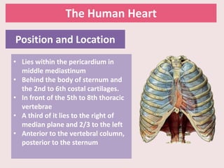 Muscular System: The Cardiac Muscle (Heart) | PPTX