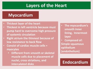 Muscular System: The Cardiac Muscle (Heart) | PPTX