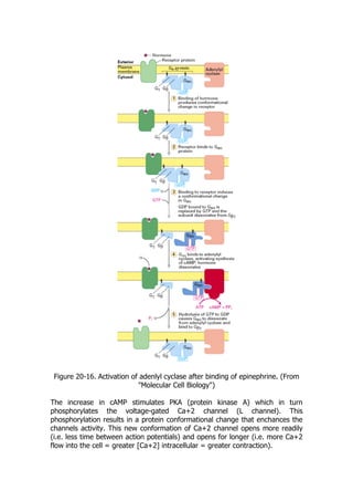 Cardiac muscle fully detail | PDF