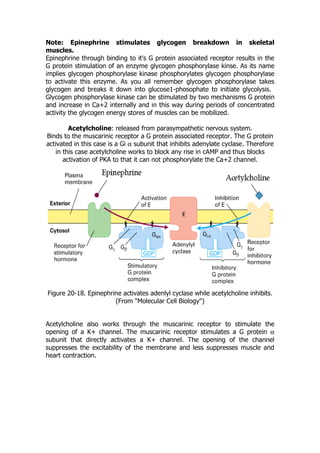 Cardiac muscle fully detail | PDF