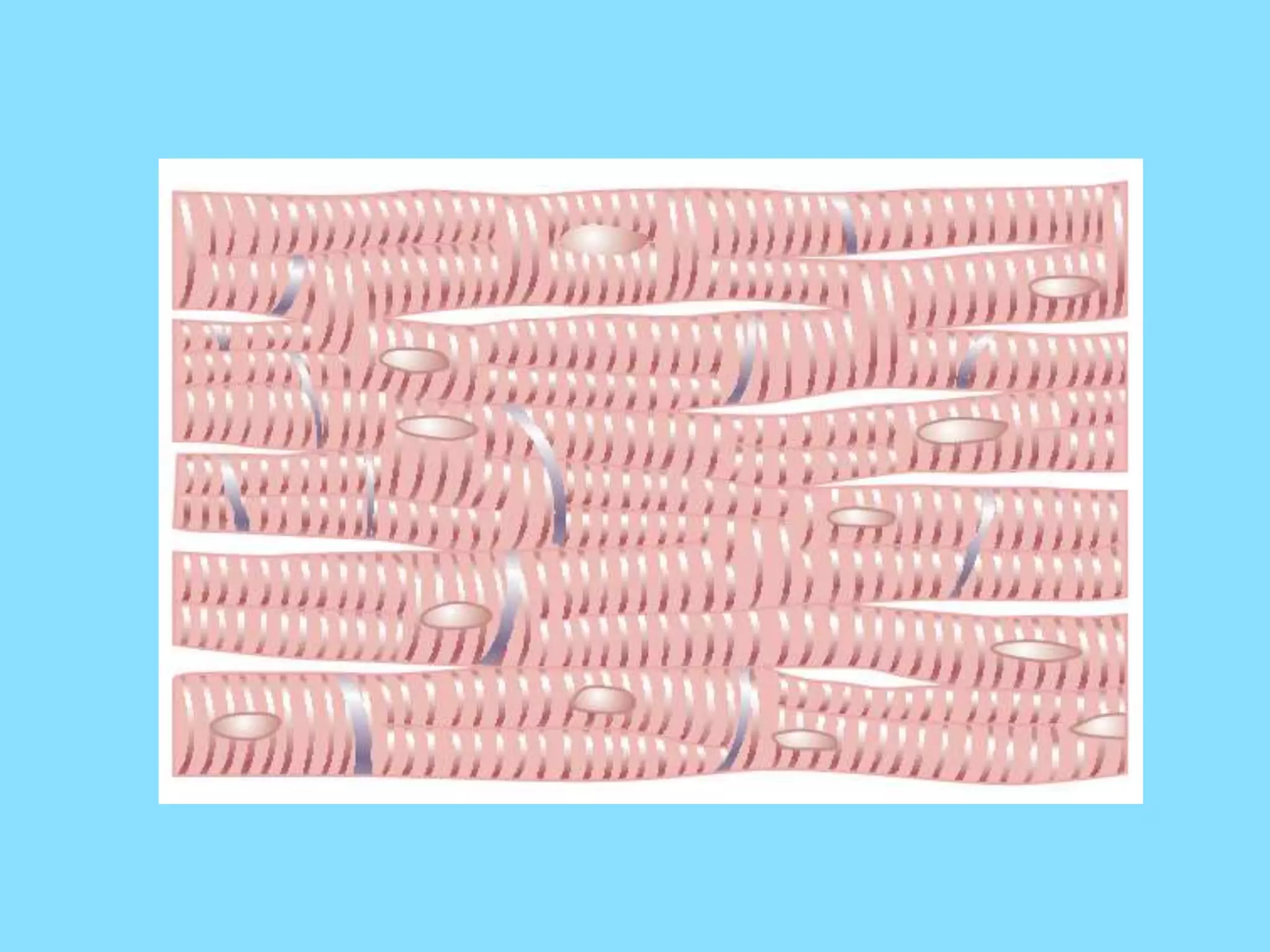 Cardiac muscle (The Guyton and Hall Physiology) | PPTX