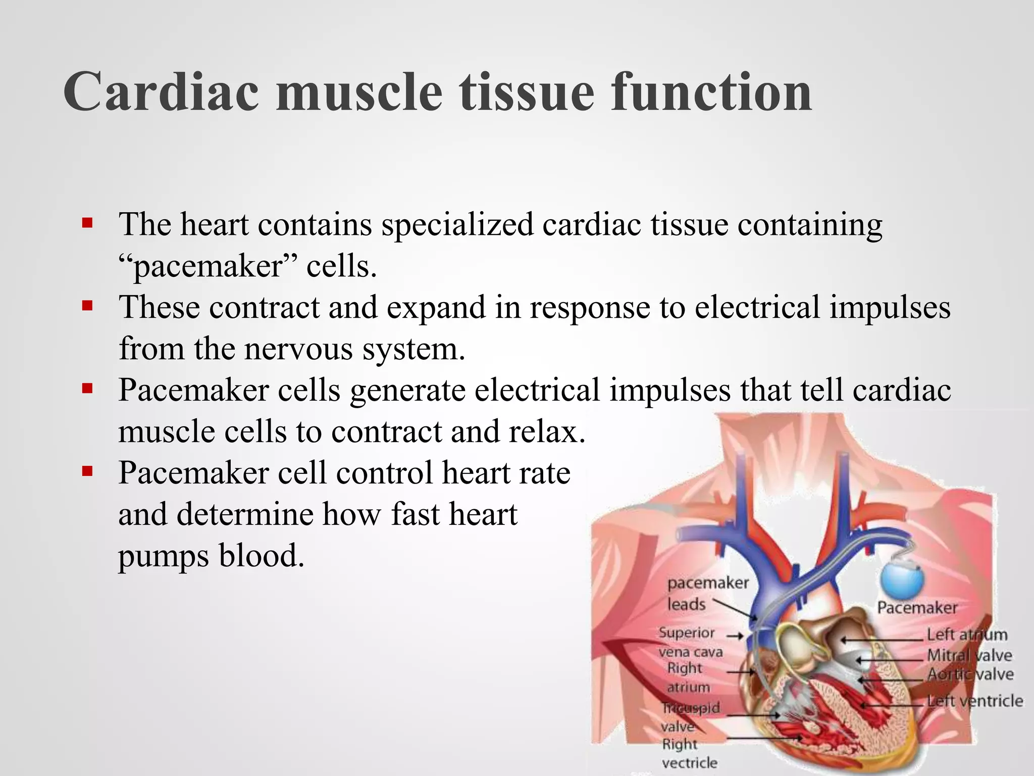 Cardiac muscle | PPT