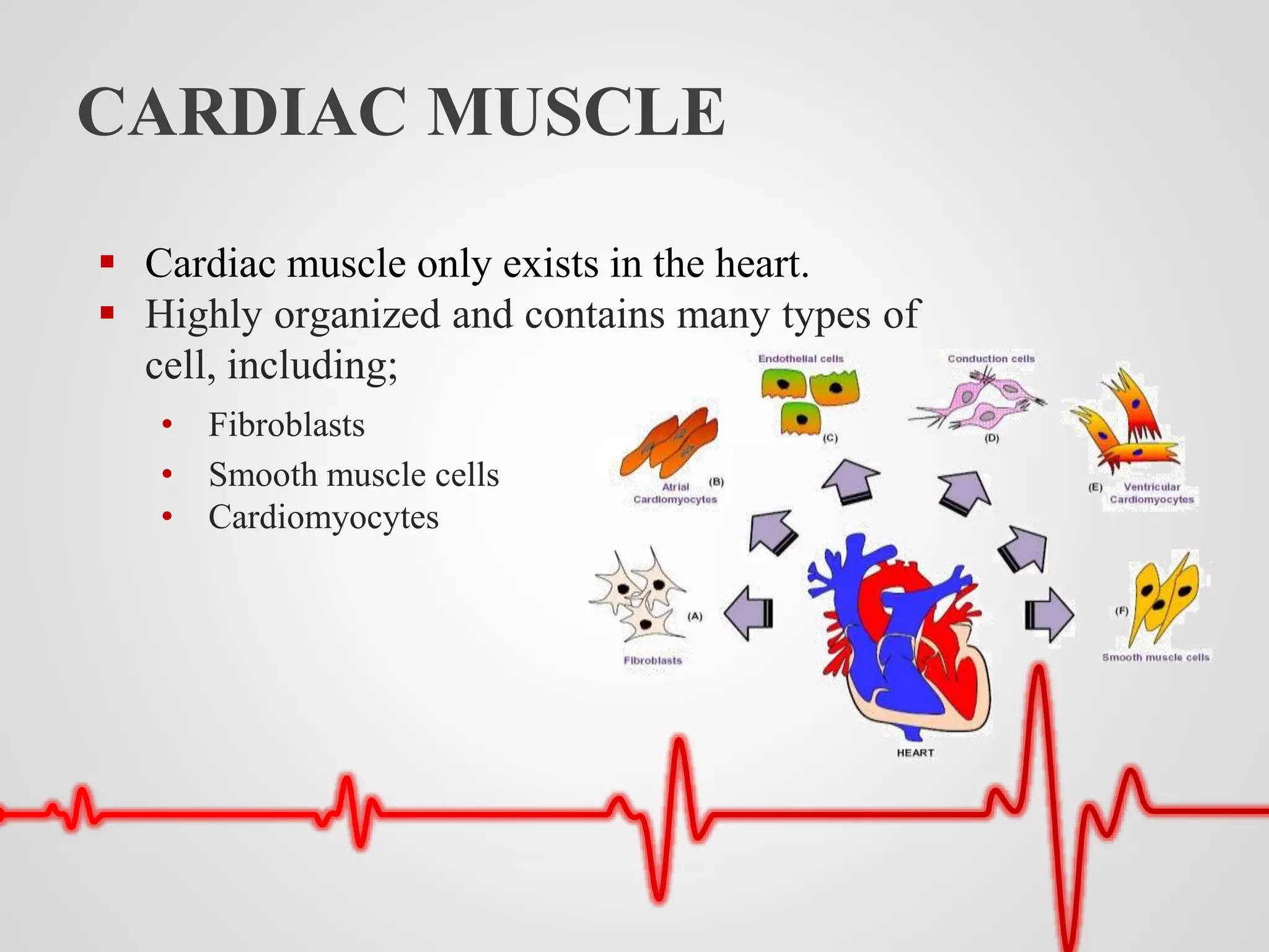 Cardiac muscle | PPT