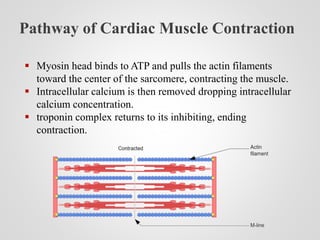 Cardiac muscle | PPTX