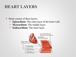 Cardiac muscle | PPT