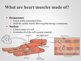 Desmosomes In Cardiac Muscle