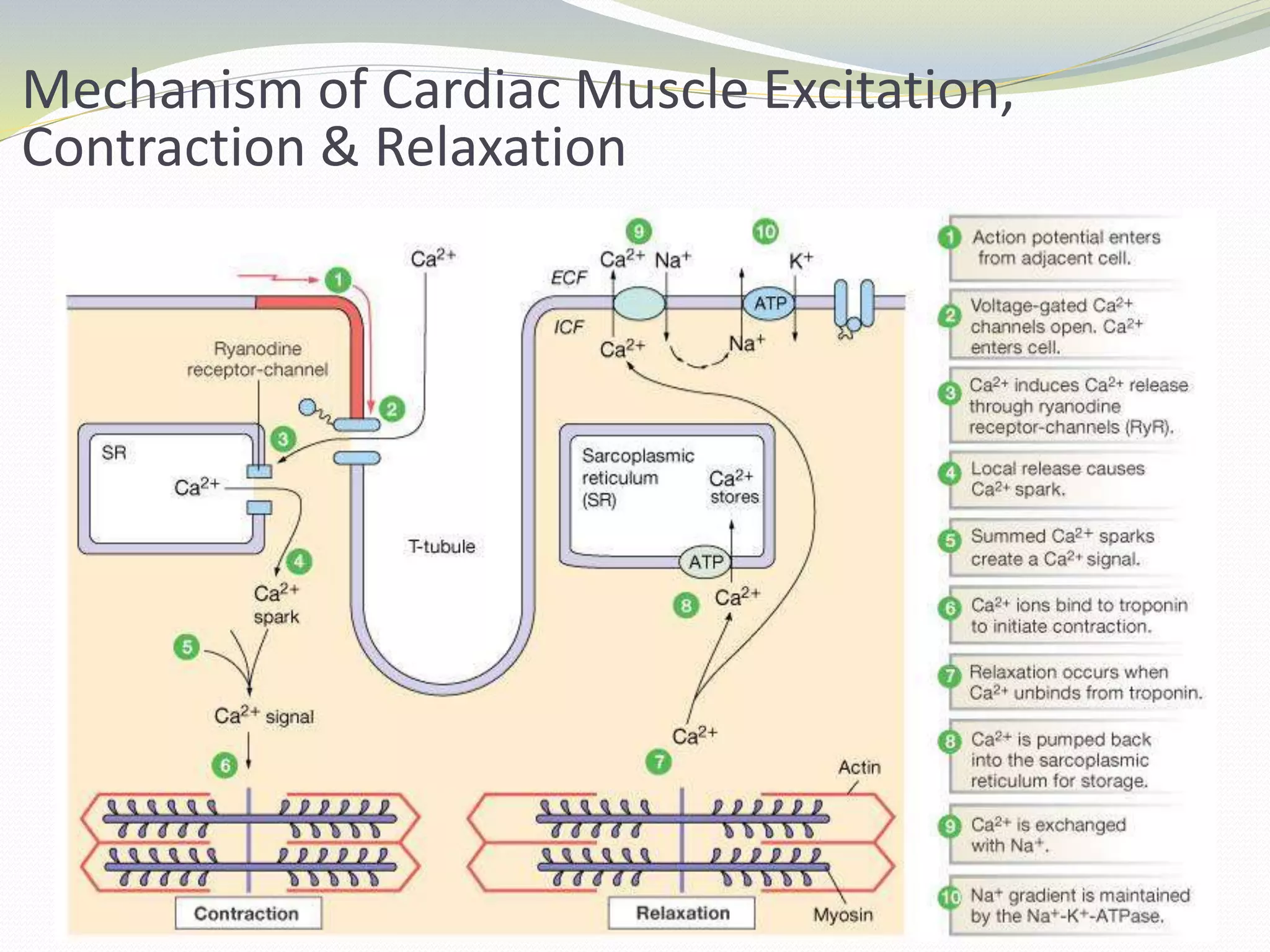 cardiac muscle.ppt