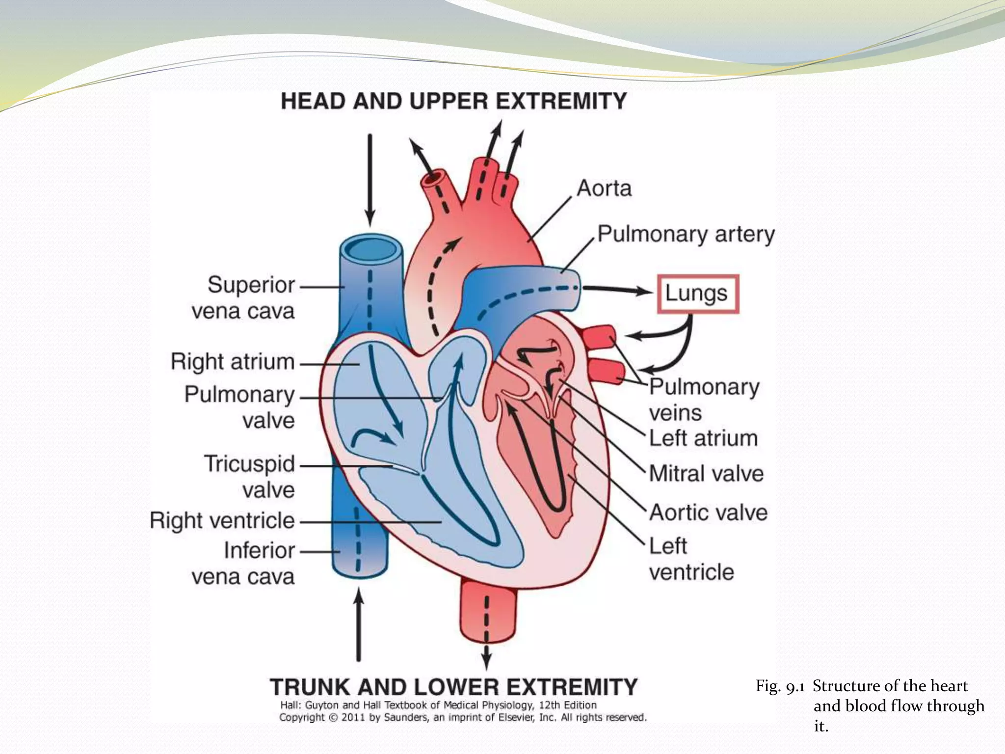 cardiac muscle.ppt