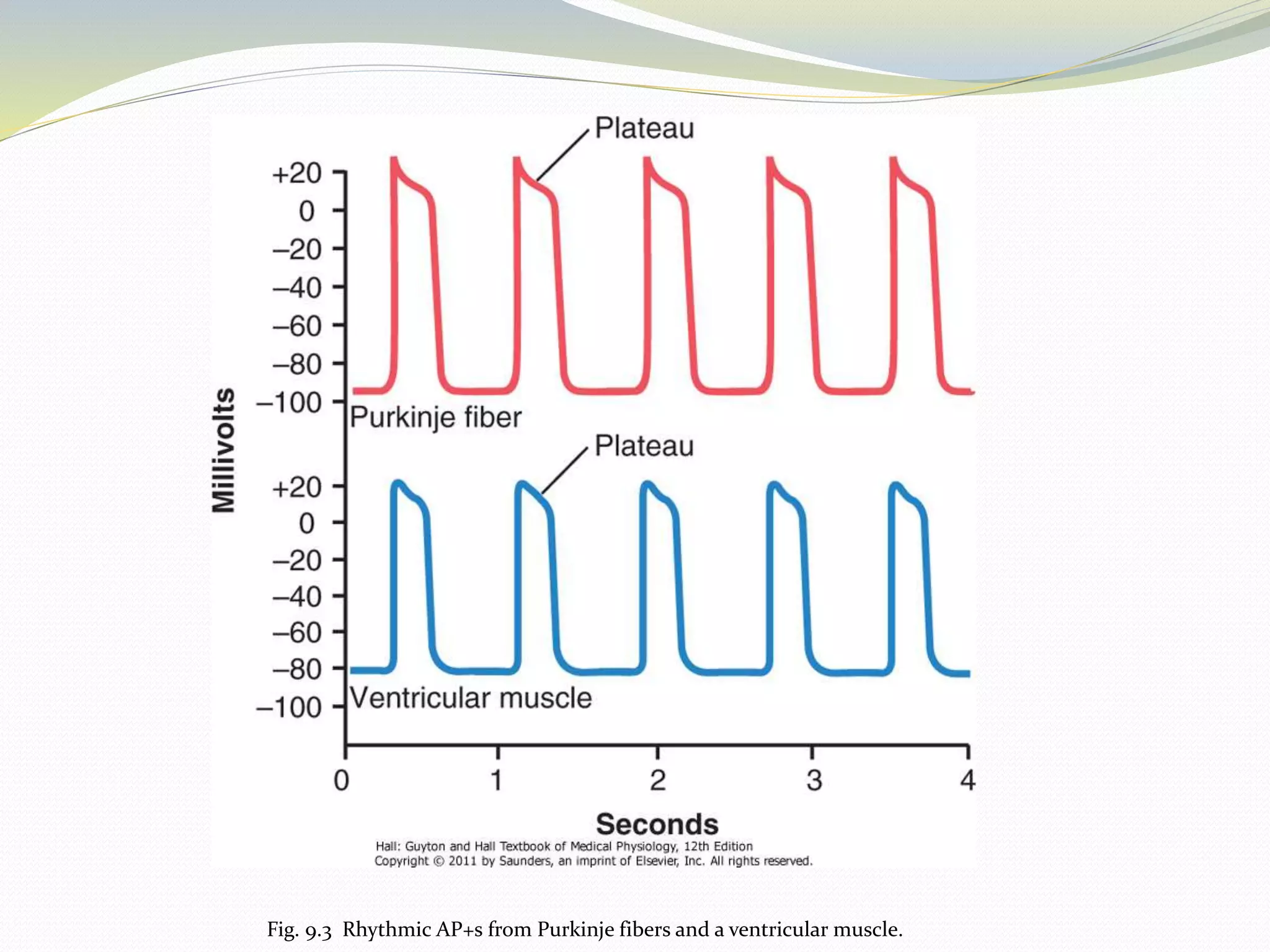 cardiac muscle.ppt