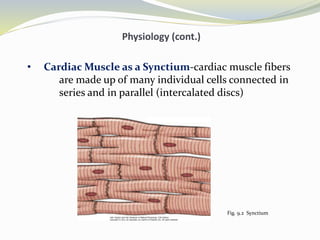 cardiac muscle.ppt