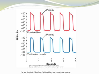 cardiac muscle.ppt