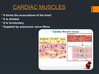 CARDIAC MUSCLE .pptx n n | PPTX
