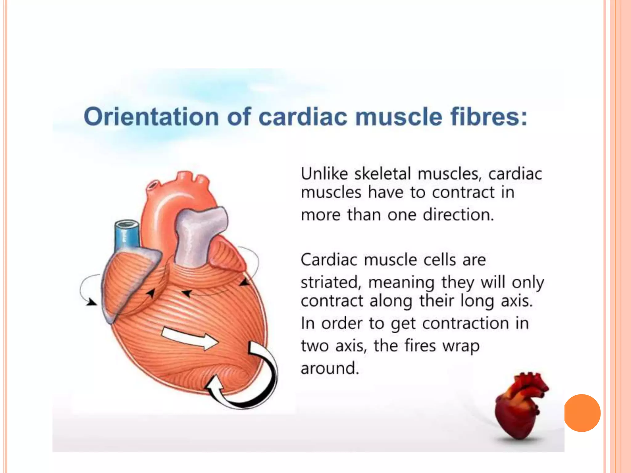 CARDIAC MUSCLE (1).pptx | Free Download
