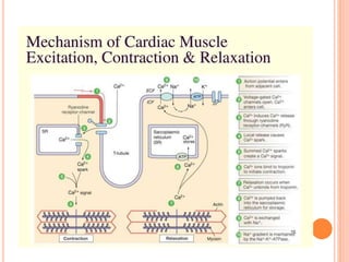 Cardiac Muscle Contraction