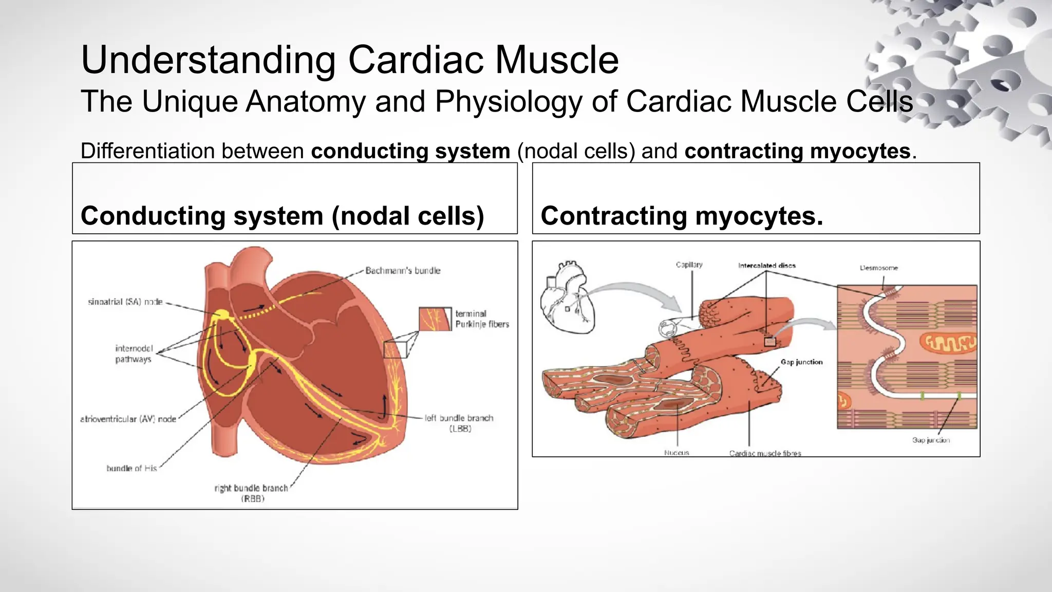 Cardiac muscle physiology 2025.pptx