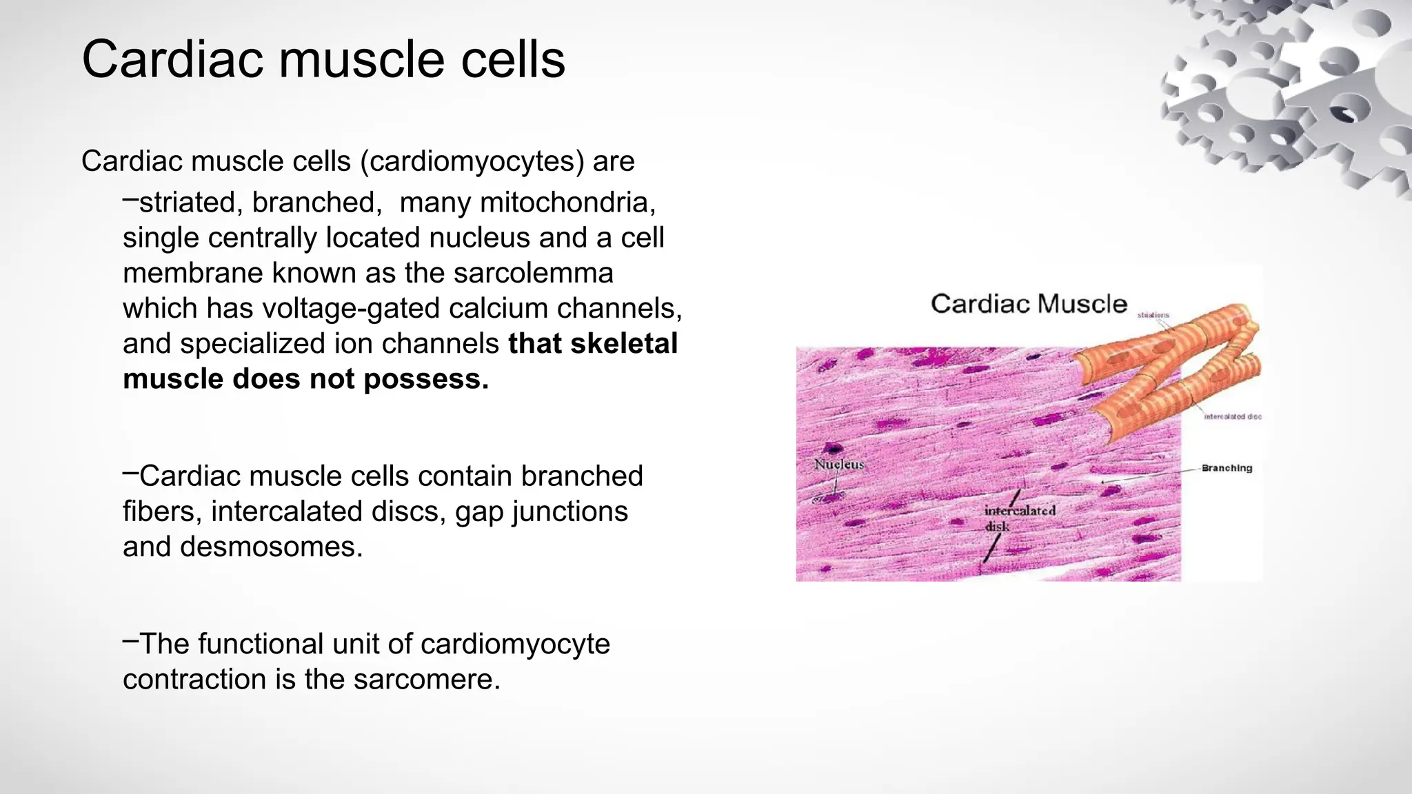 Cardiac muscle physiology 2025.pptx