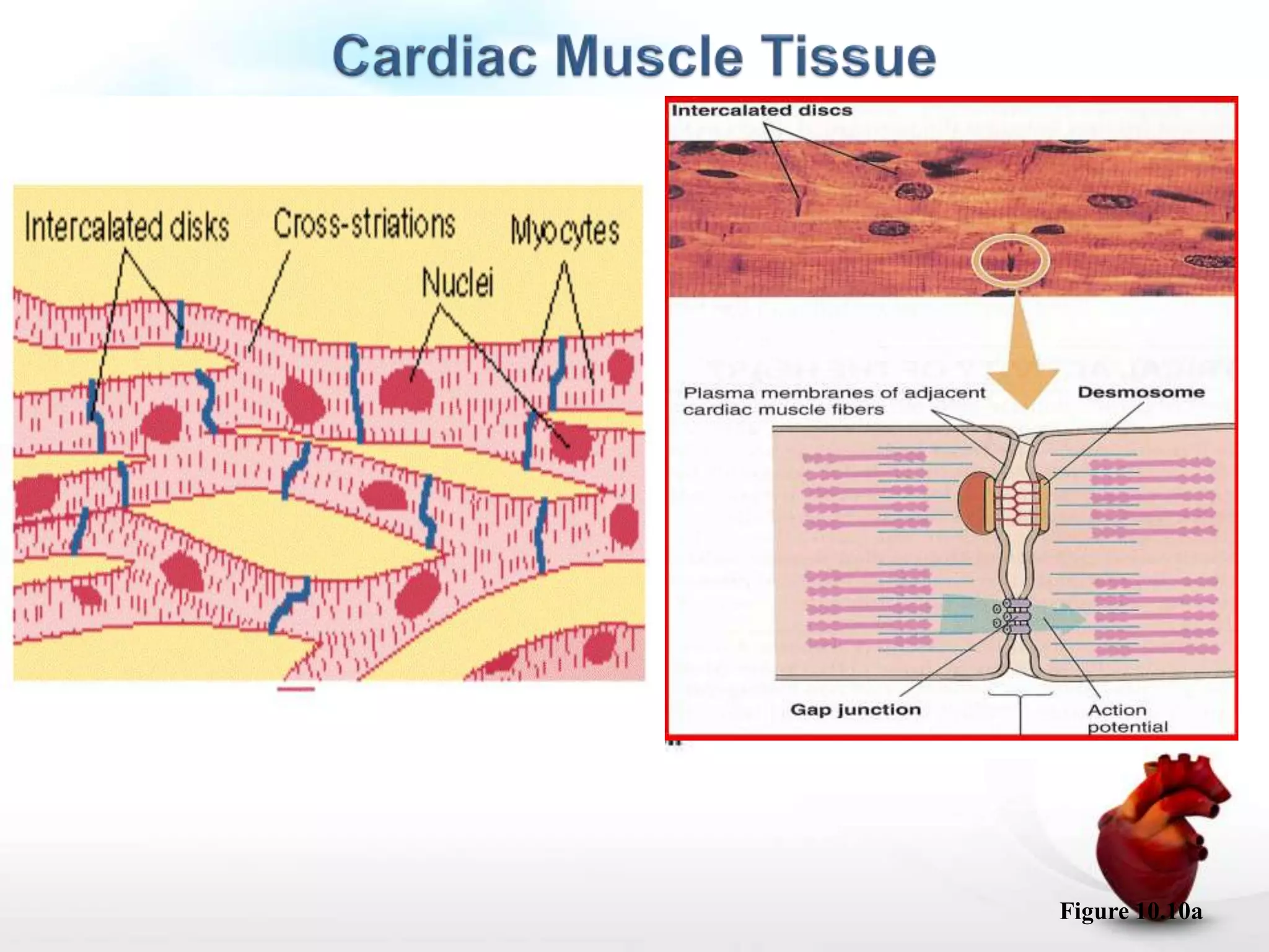 Cardiac muscle physiology | PPTX