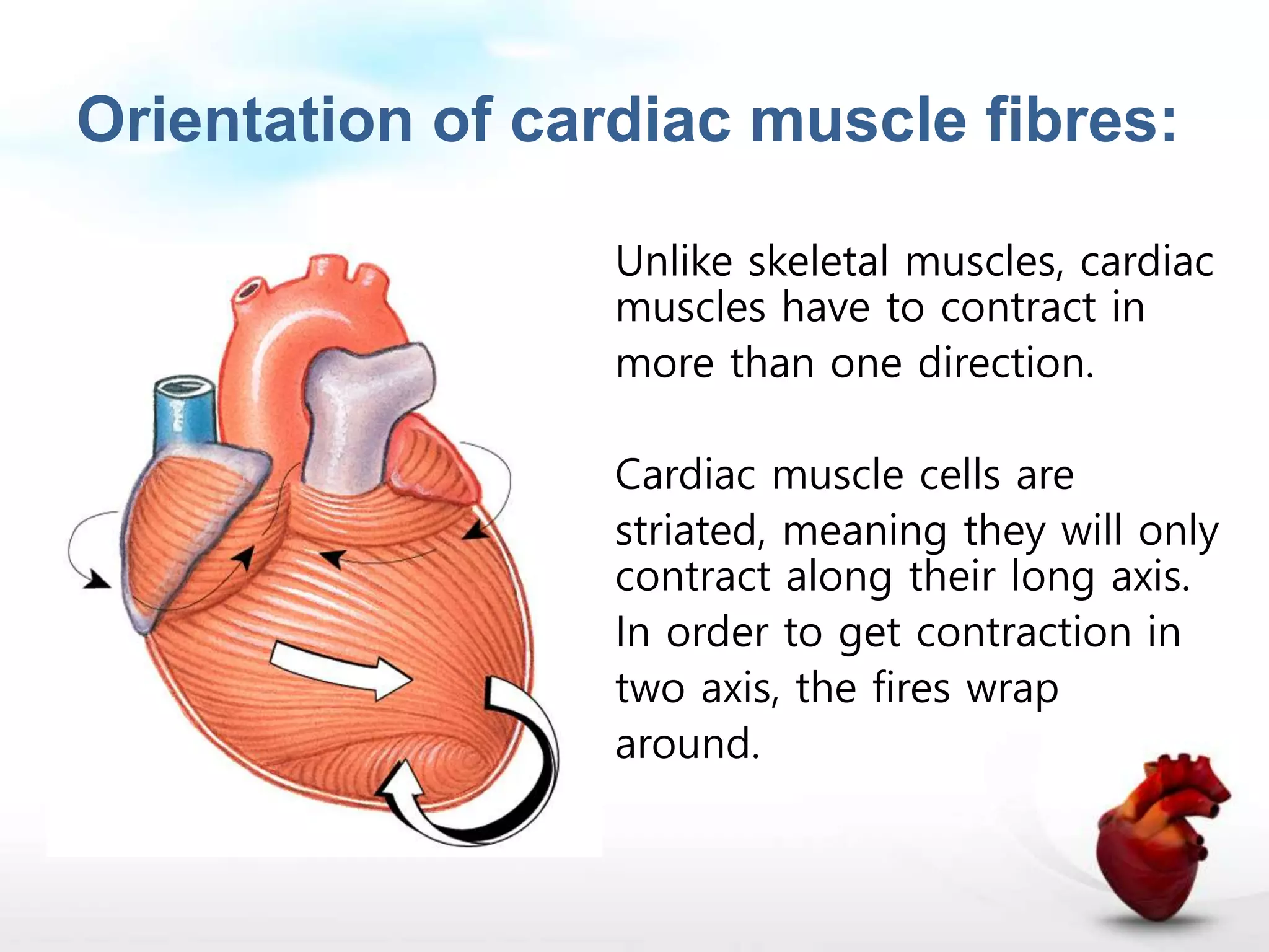 Cardiac muscle physiology | PPTX