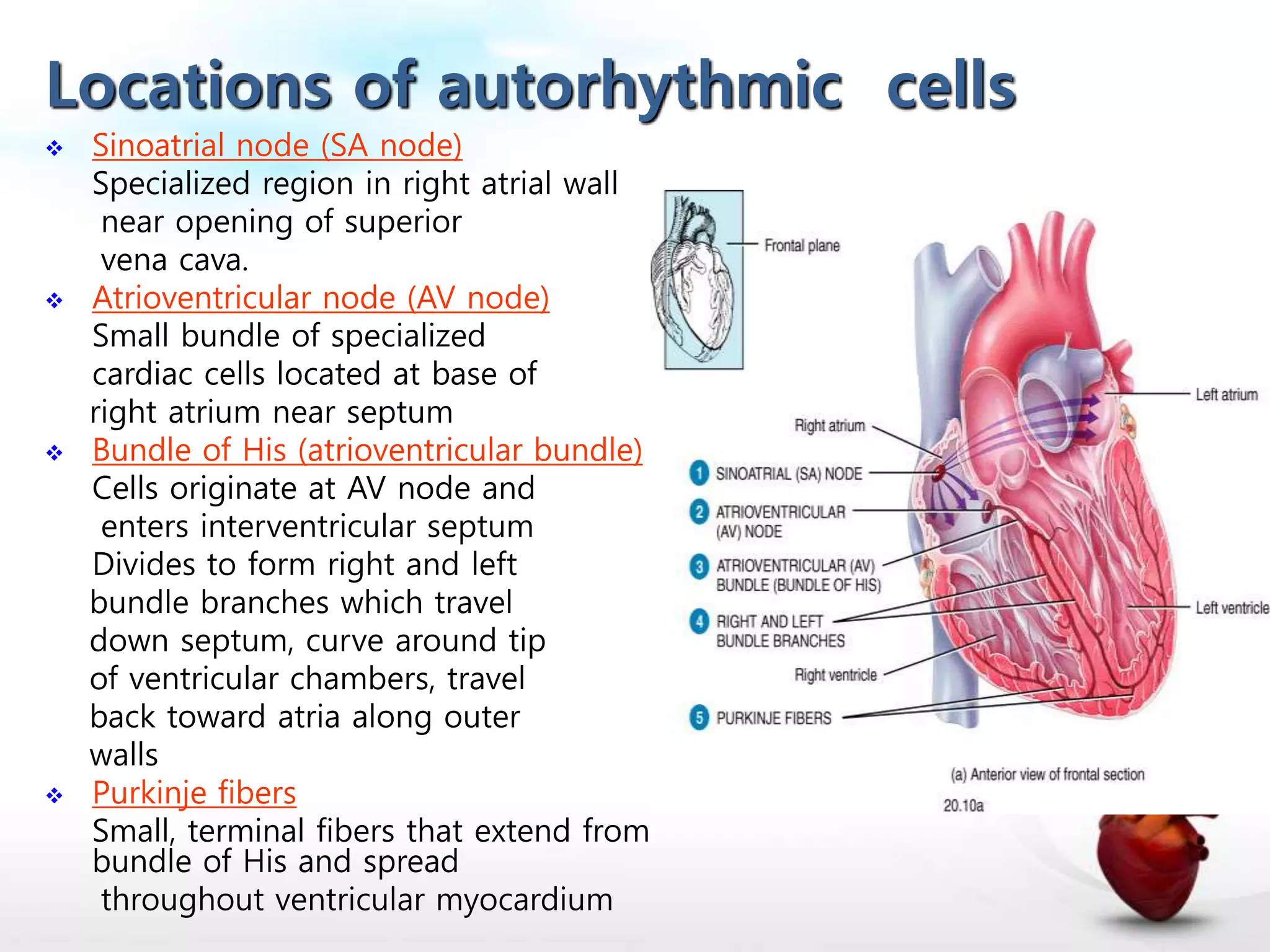 Cardiac muscle physiology | PPTX
