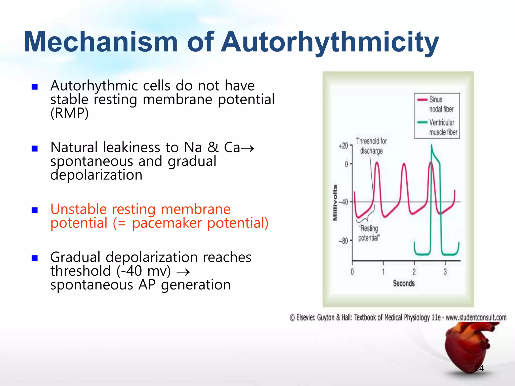 Cardiac muscle physiology | PPTX