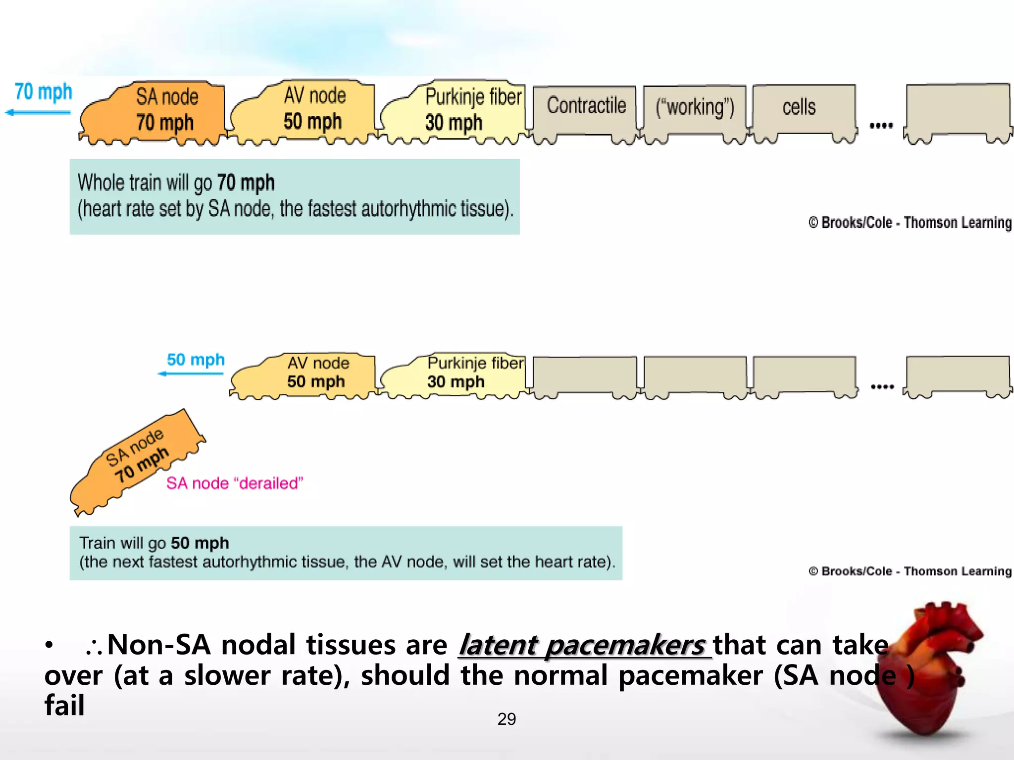 Cardiac muscle physiology | PPTX