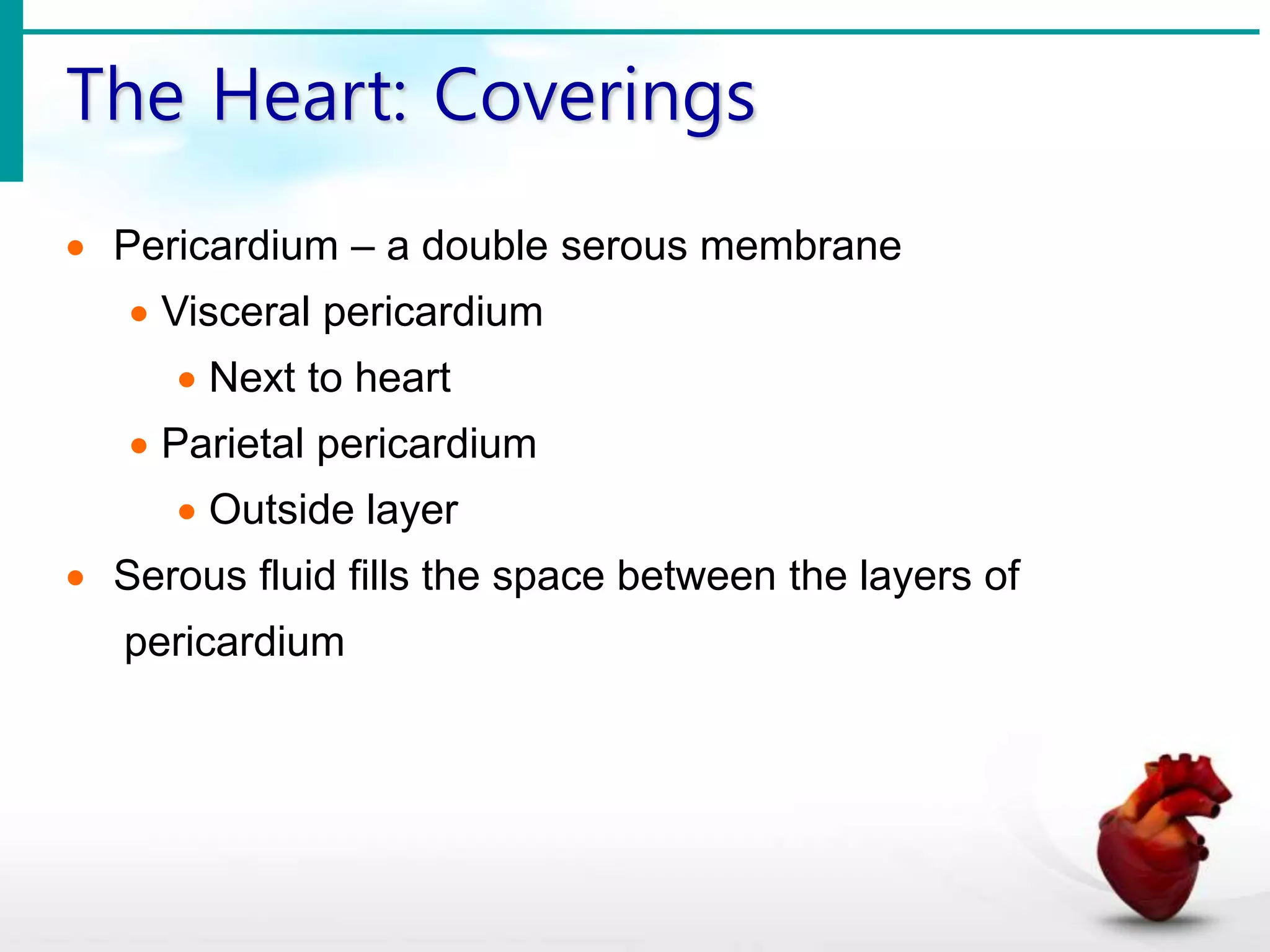 Cardiac muscle physiology | PPTX