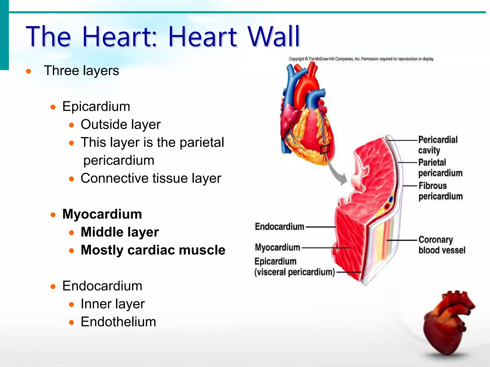 Cardiac muscle physiology | PPTX