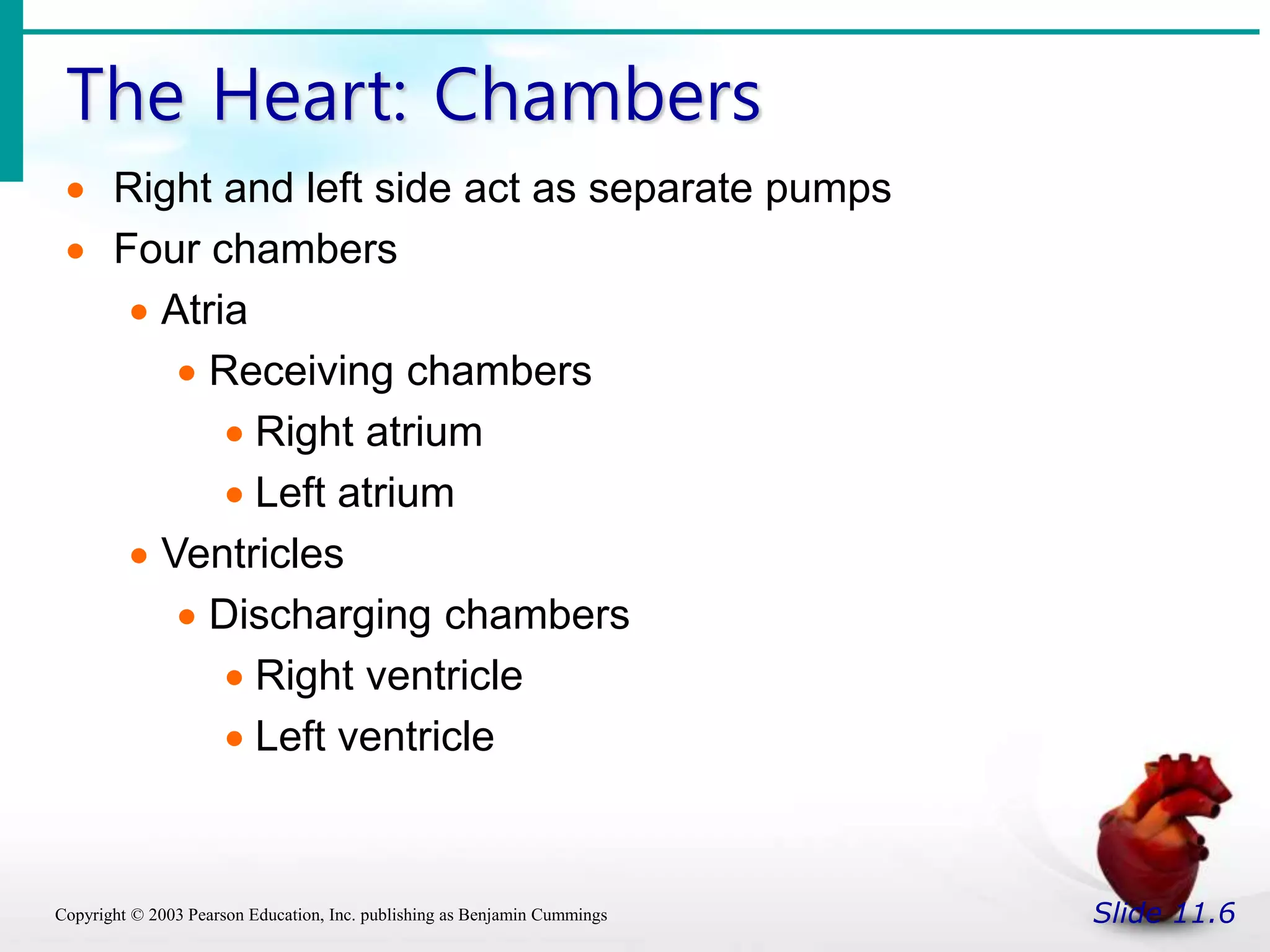 Cardiac muscle physiology | PPTX