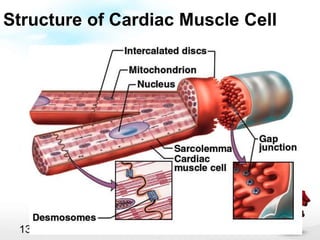 Cardiac muscle physiology | PPTX