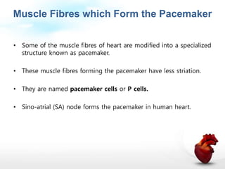 Cardiac muscle physiology | PPTX