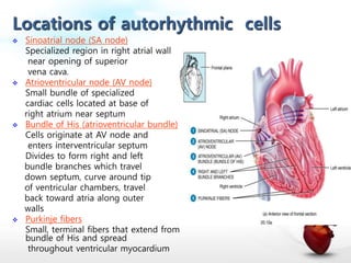 Cardiac muscle physiology | PPTX