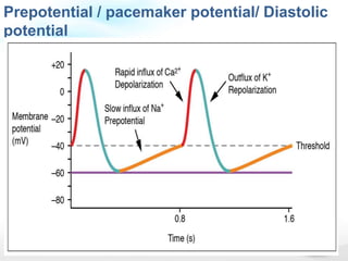 Cardiac muscle physiology | PPTX