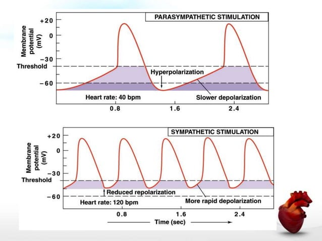 Cardiac muscle physiology | PPTX | Heart and Cardiovascular Diseases ...