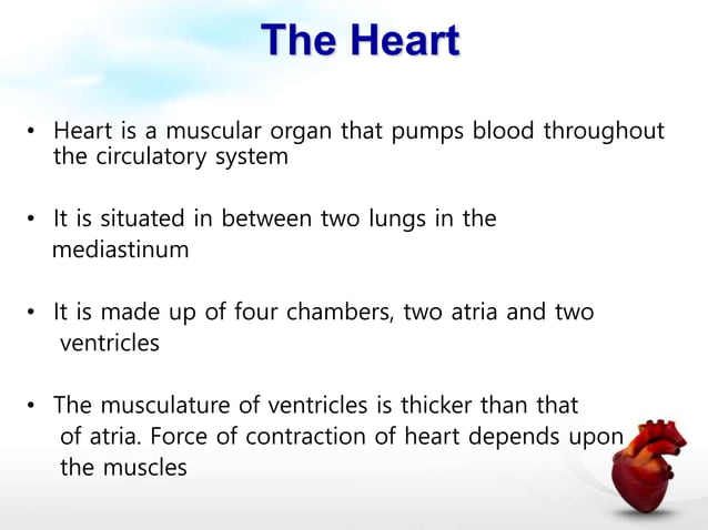Cardiac muscle physiology | PPTX | Heart and Cardiovascular Diseases ...