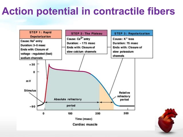 Cardiac muscle physiology | PPTX | Heart and Cardiovascular Diseases ...