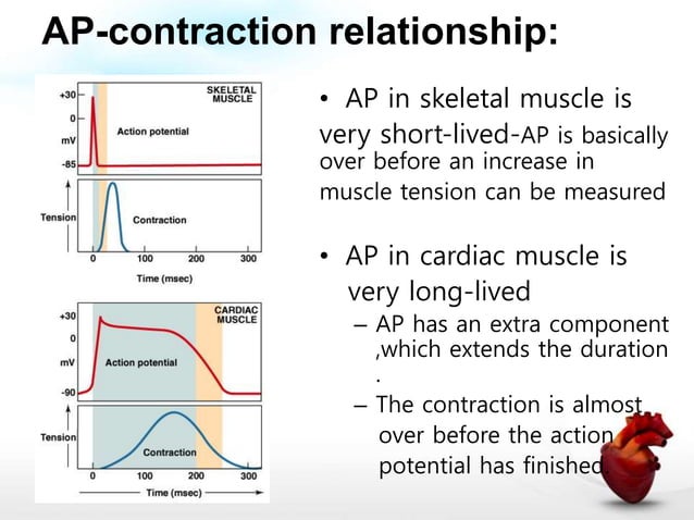 Cardiac muscle physiology | PPTX | Heart and Cardiovascular Diseases ...