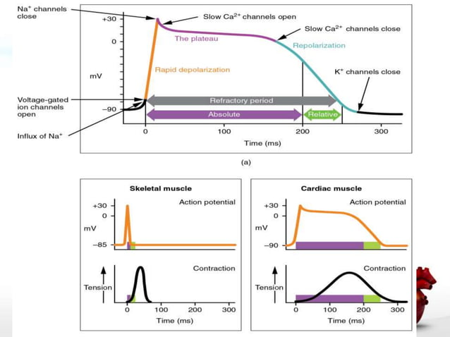 Cardiac muscle physiology | PPTX | Heart and Cardiovascular Diseases ...