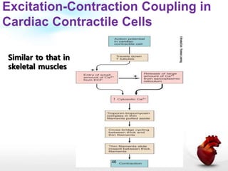 Cardiac muscle physiology | PPTX