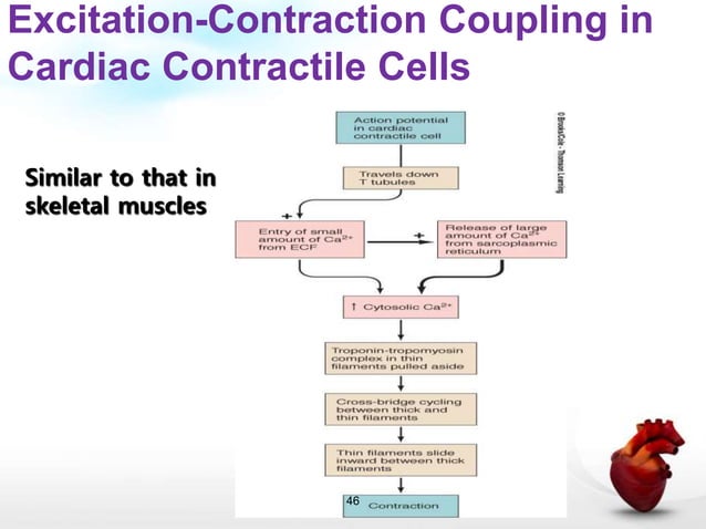 Cardiac muscle physiology | PPTX | Heart and Cardiovascular Diseases ...